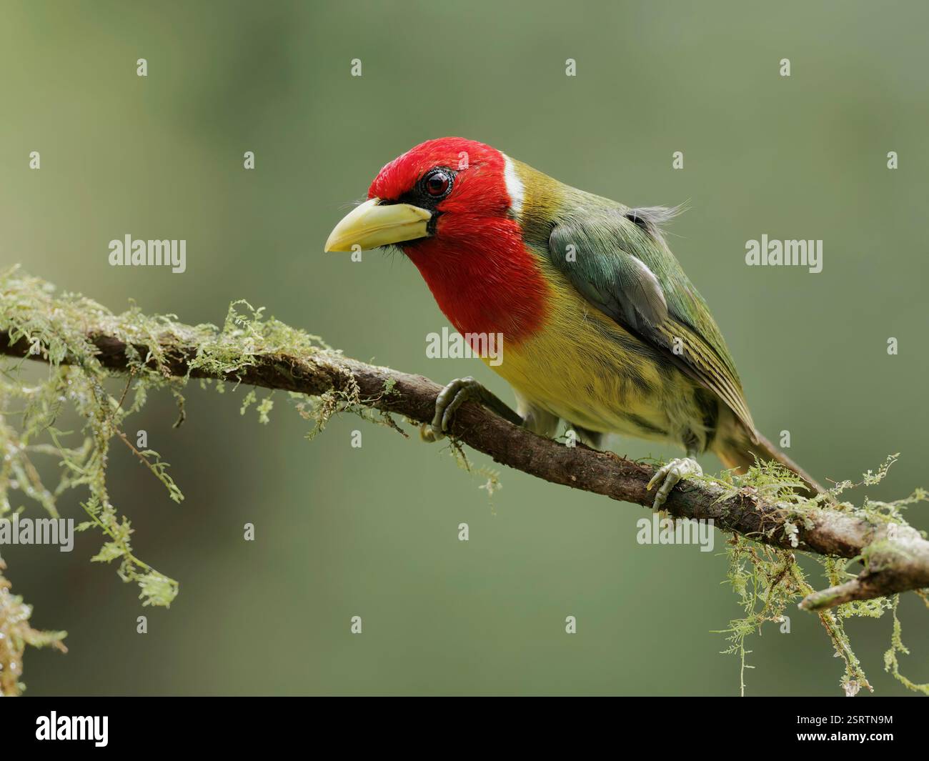 Red Headed Barbet Stock Photo - Alamy
