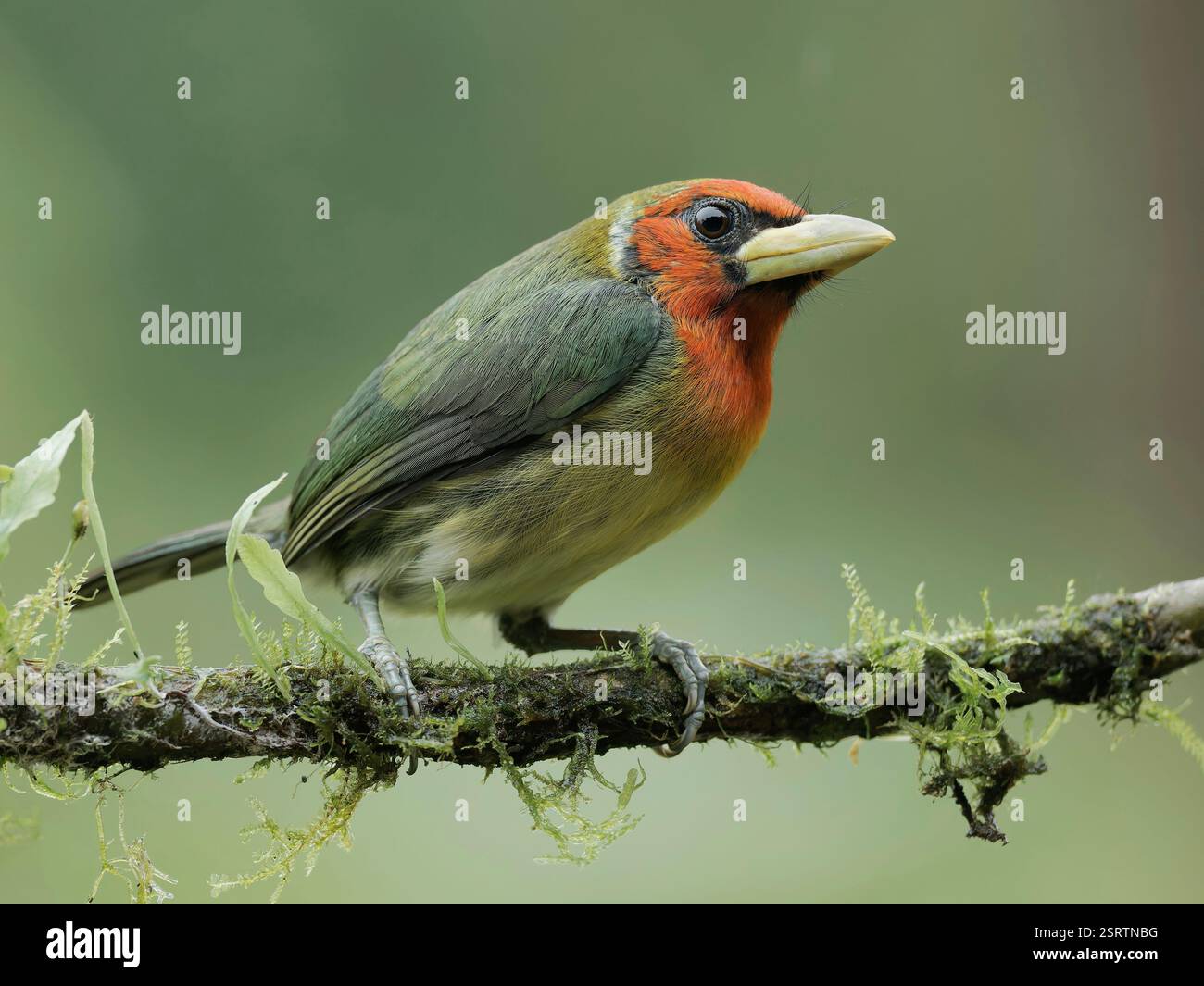 Red Headed Barbet Stock Photo - Alamy