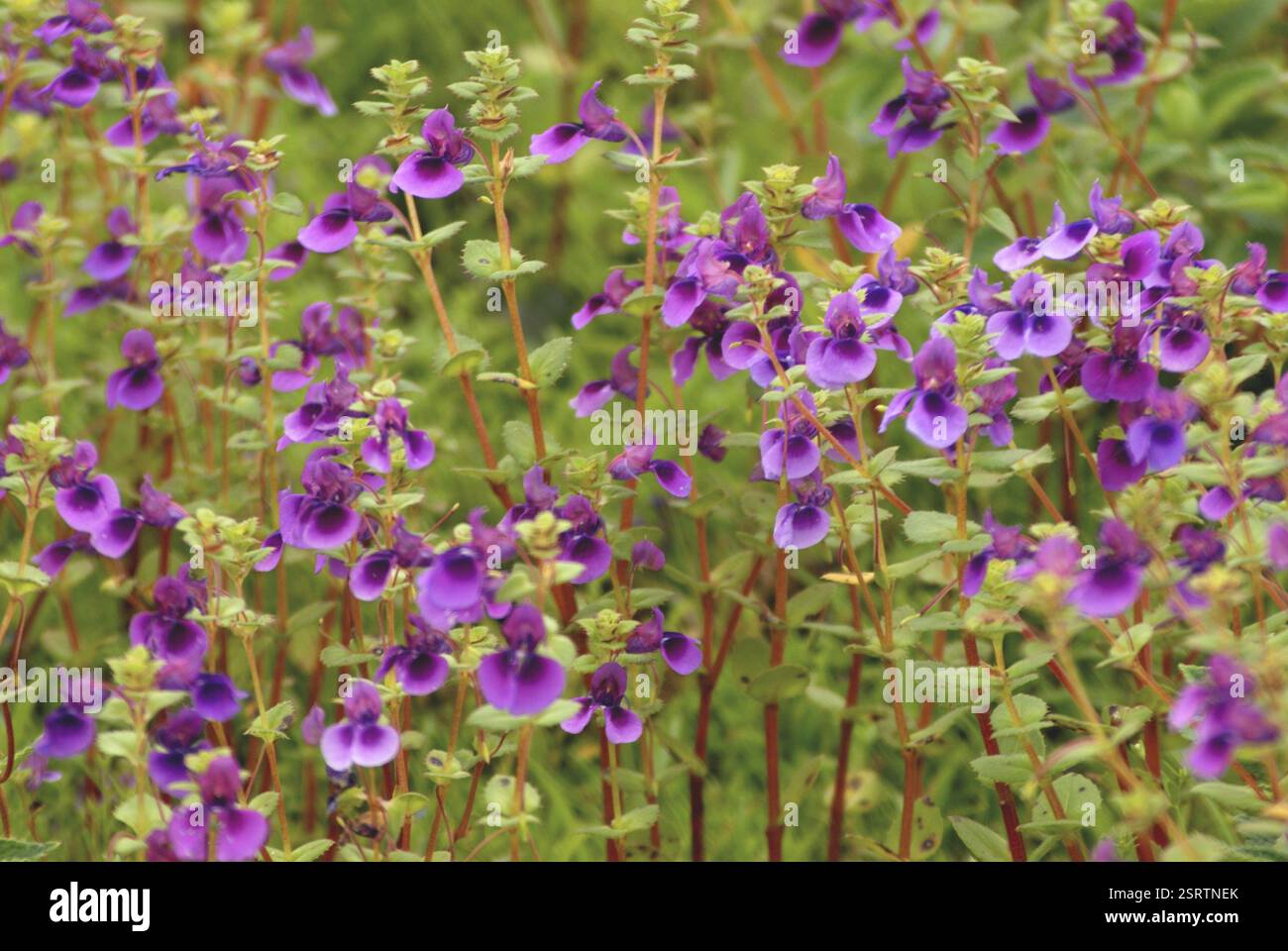 Terada flowers Common balsam Impatiens balsamina at kass near Satara ...