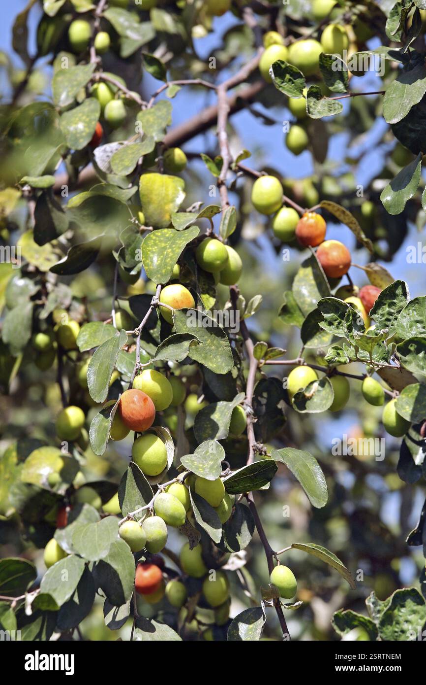 Fruits, jujube ziphus mauritiana chinese date raw and ripe with leaves ...