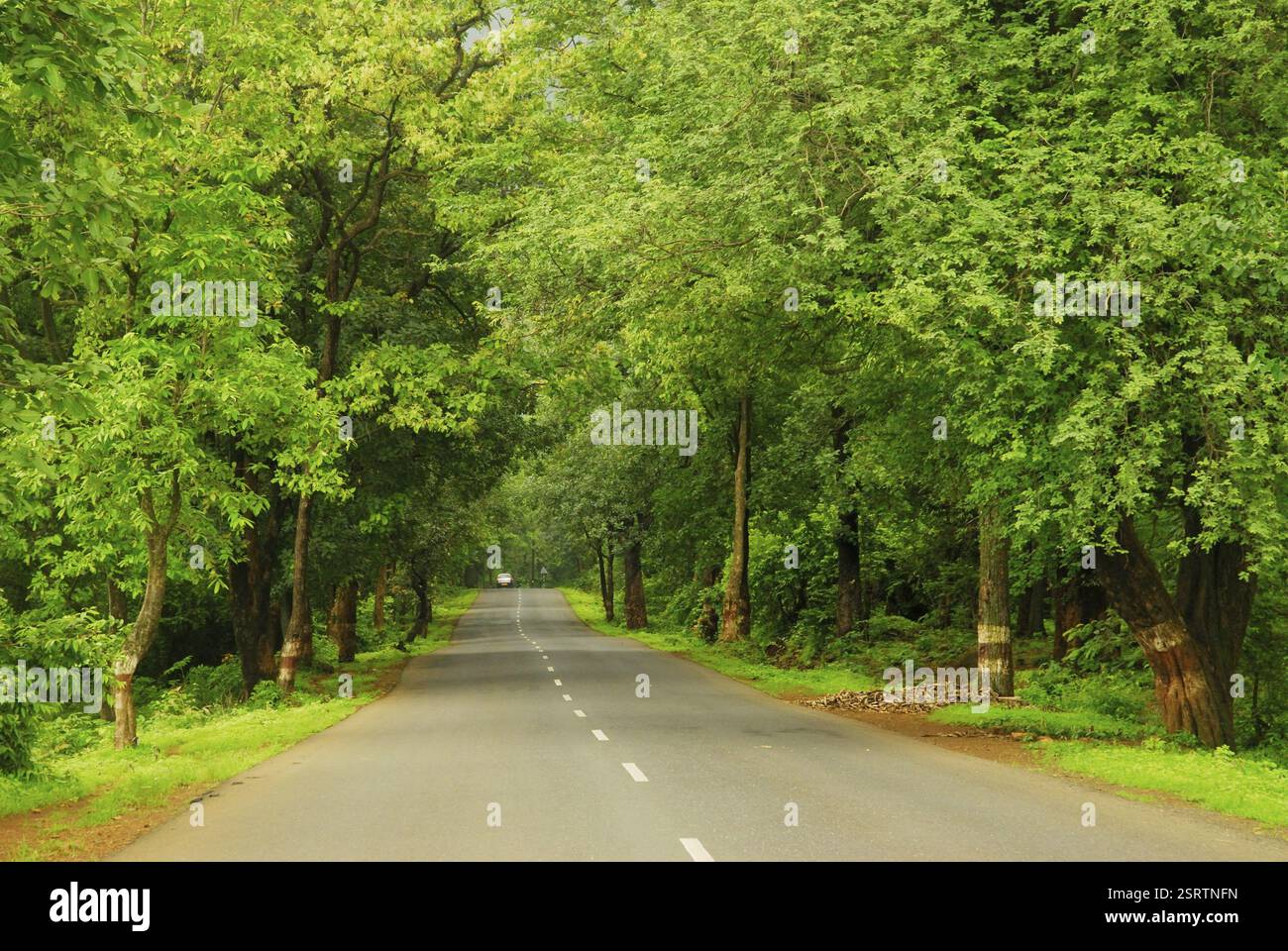 Road between greenery in monsoon, Malshej ghat, Maharashtra, India ...