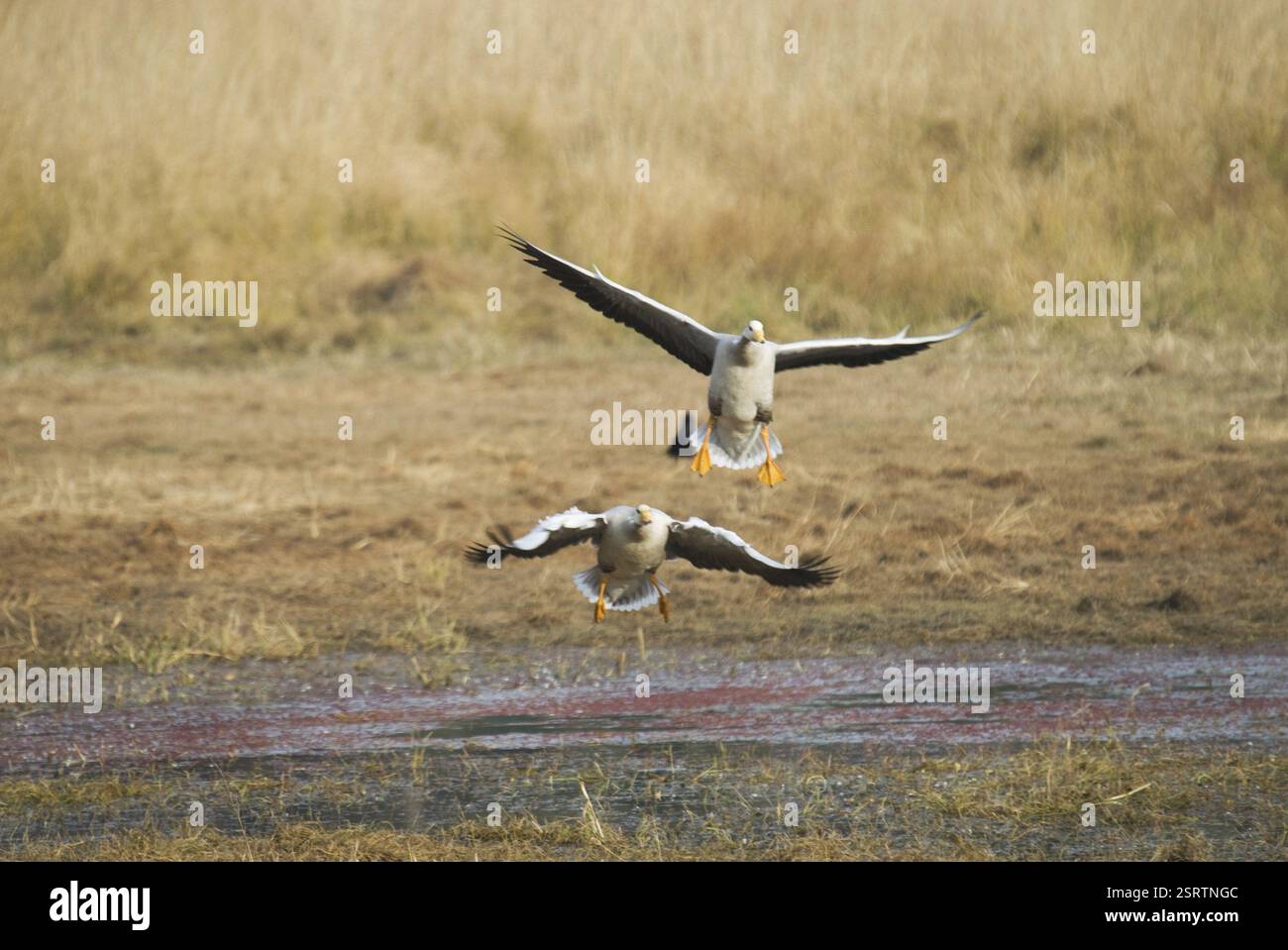 Bar headed goose anser indicus at ranathambore sanctuary, Rajasthan ...