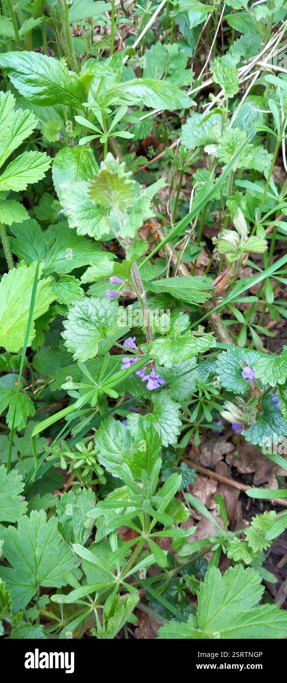 ground-ivy (Glechoma hederacea), Plantae, Welburn, York YO60, UK Stock ...