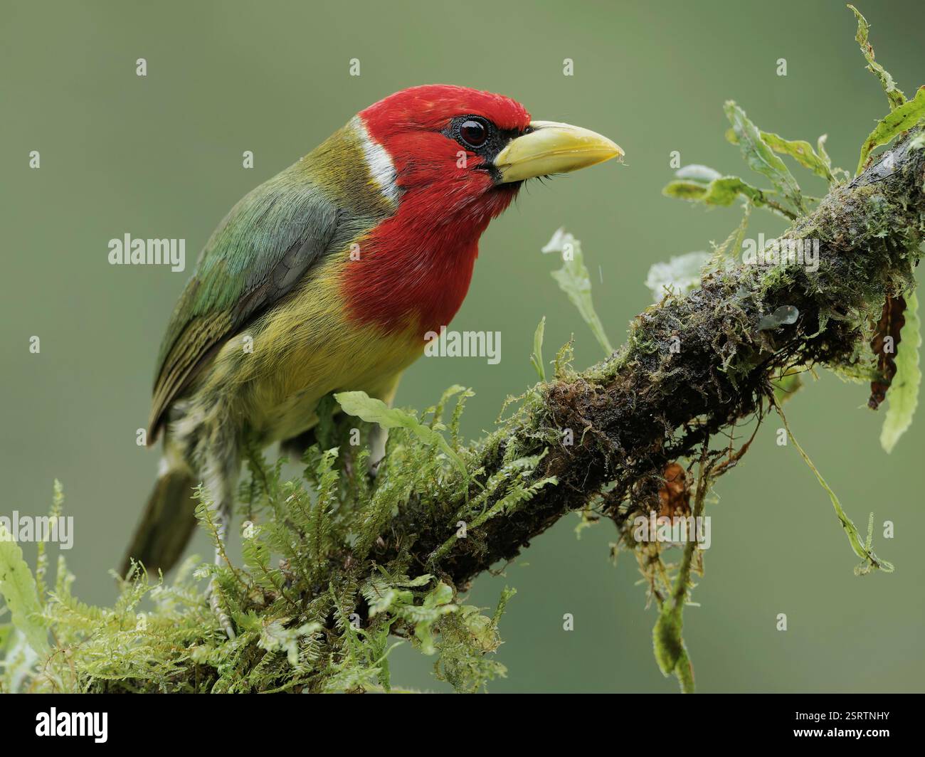 Red Headed Barbet Stock Photo - Alamy