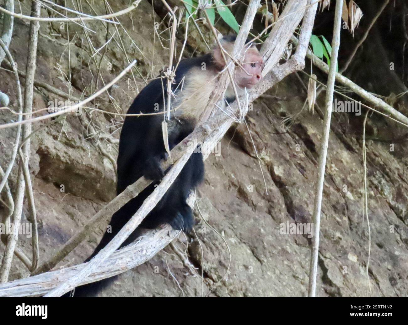 Central American White-faced Capuchin (Cebus imitator), Mammalia, Isla ...