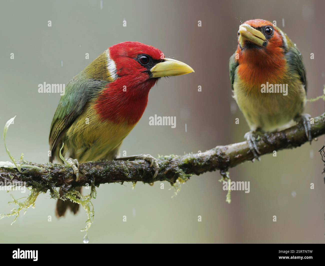 Red Headed Barbet Stock Photo - Alamy