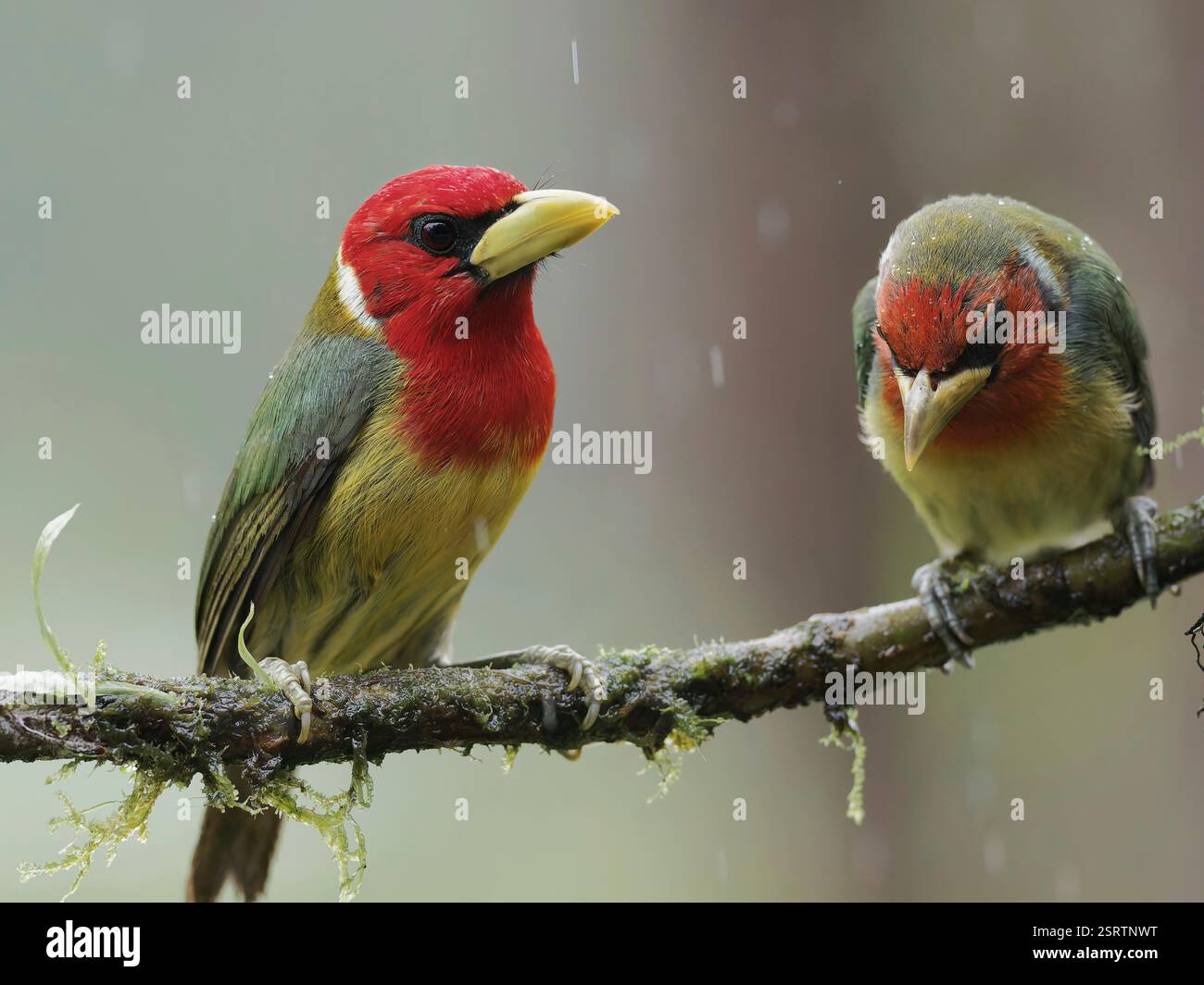 Red Headed Barbet Stock Photo - Alamy