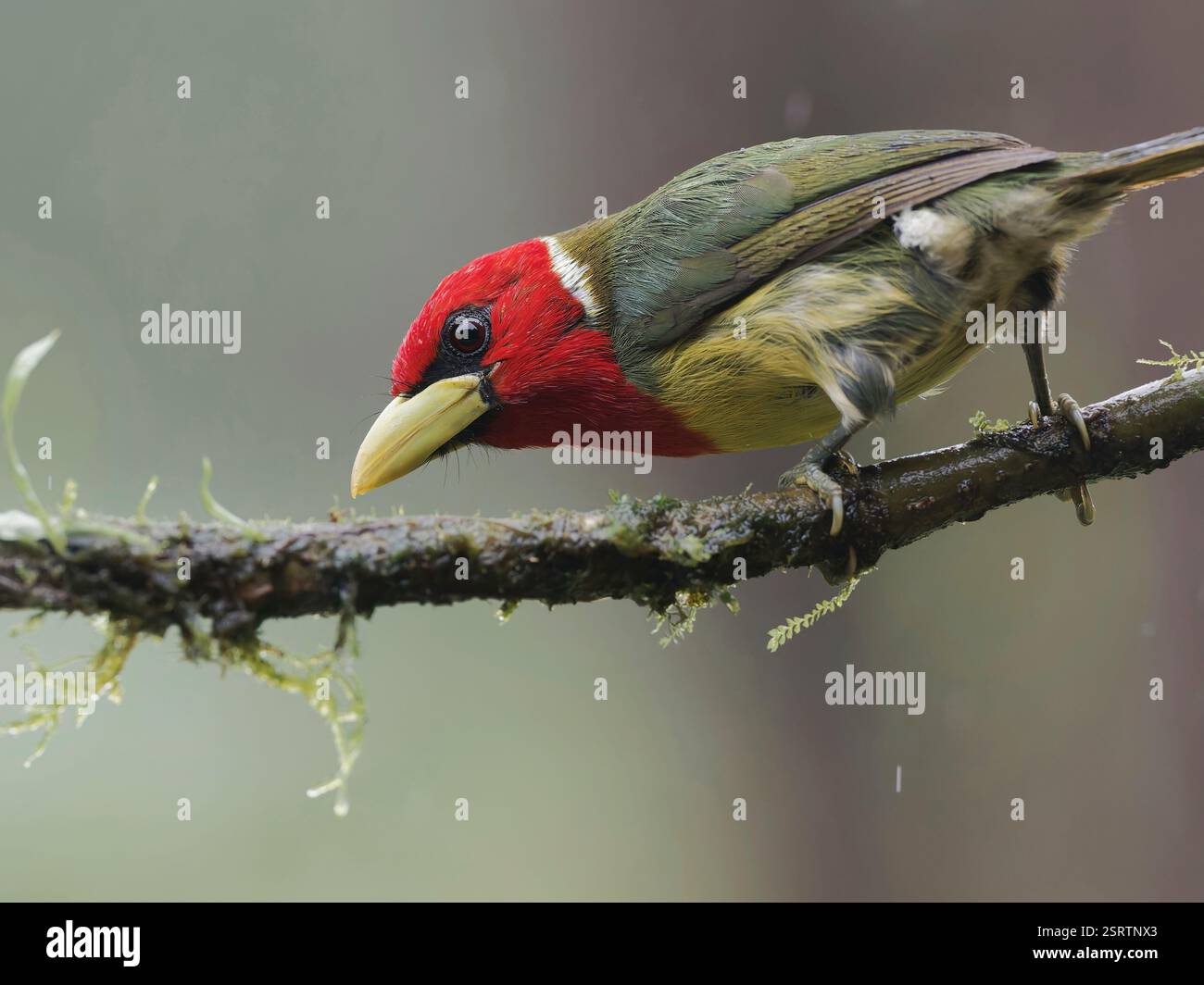 Red Headed Barbet Stock Photo - Alamy