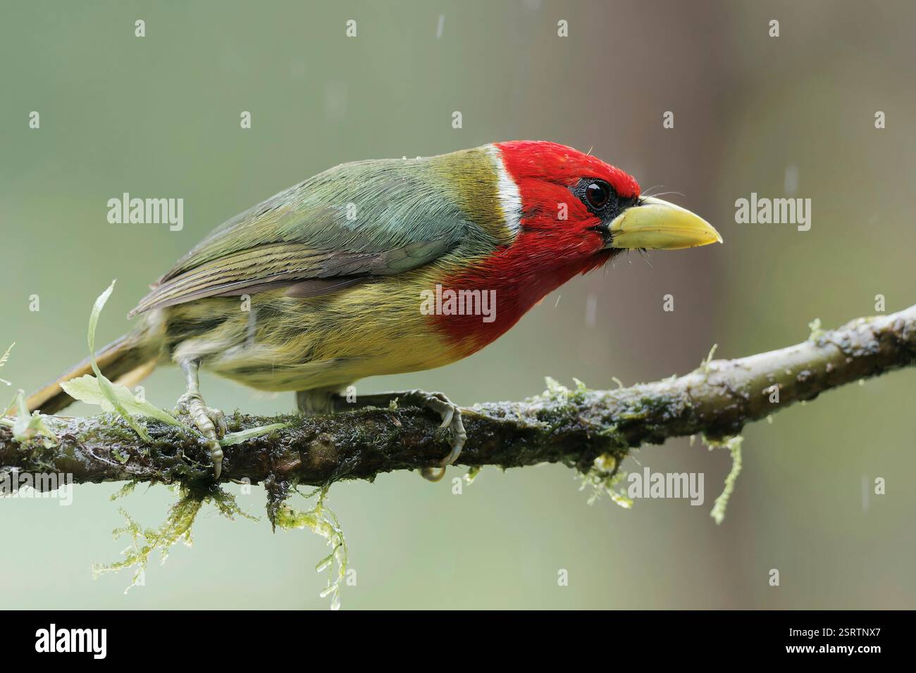 Red Headed Barbet Stock Photo - Alamy