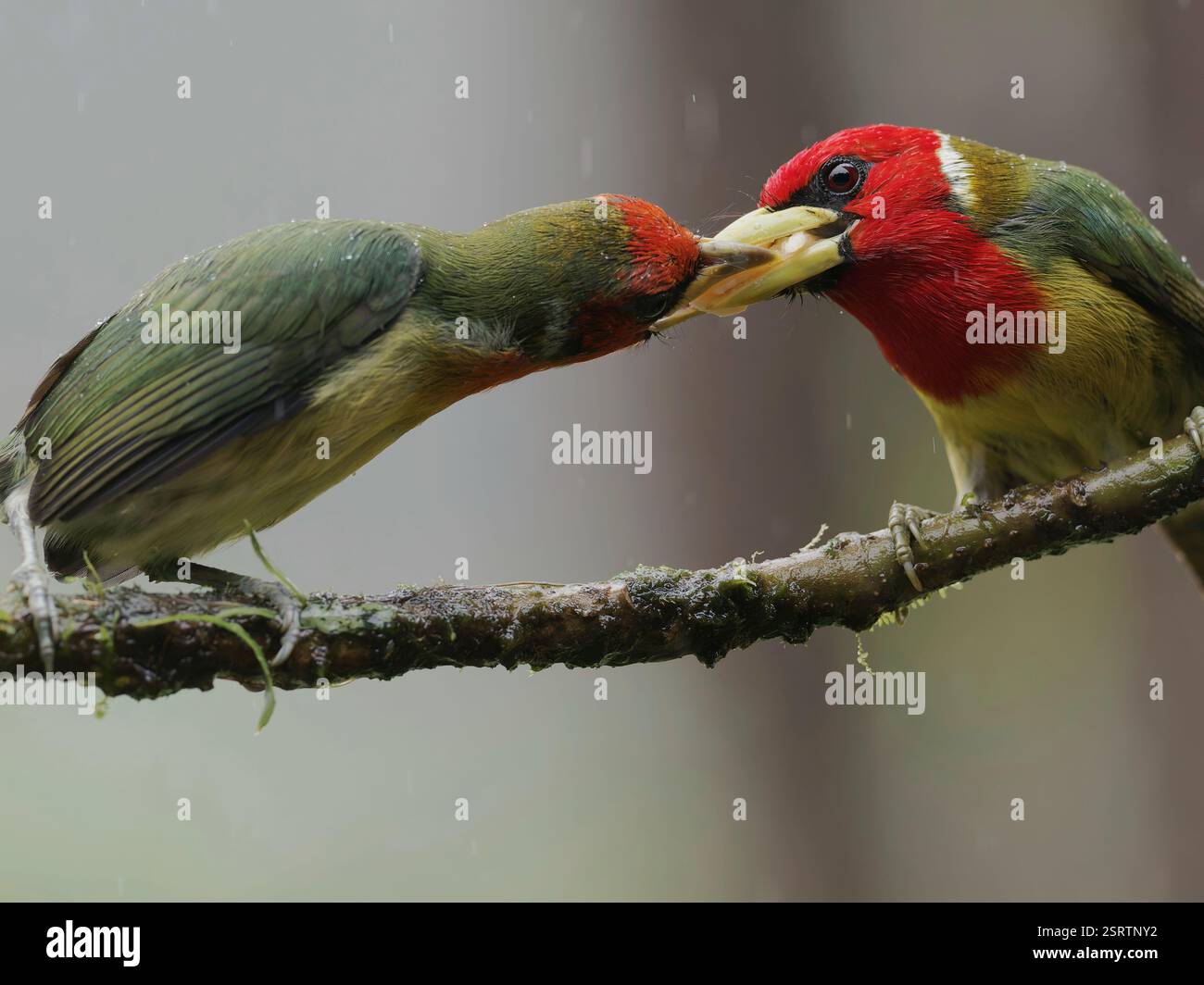 Red Headed Barbet Stock Photo - Alamy
