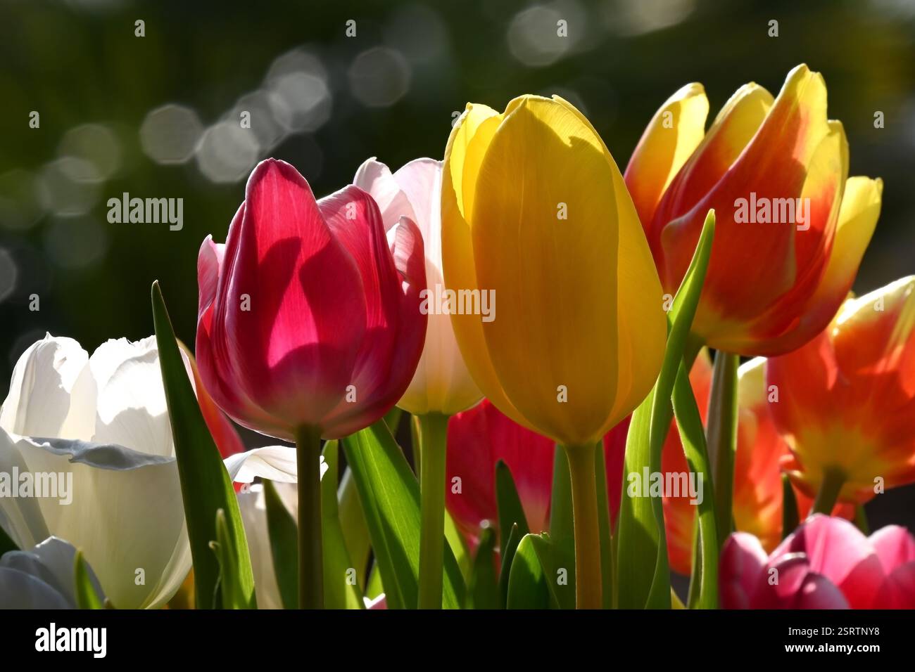 Close up bright tulips in hi-res stock photography and images - Alamy