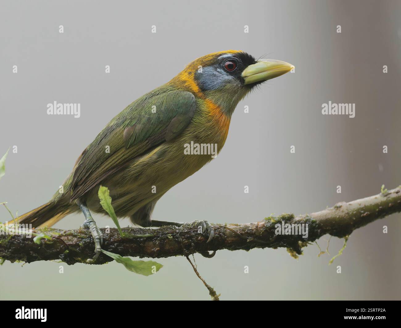 Red Headed Barbet Stock Photo - Alamy