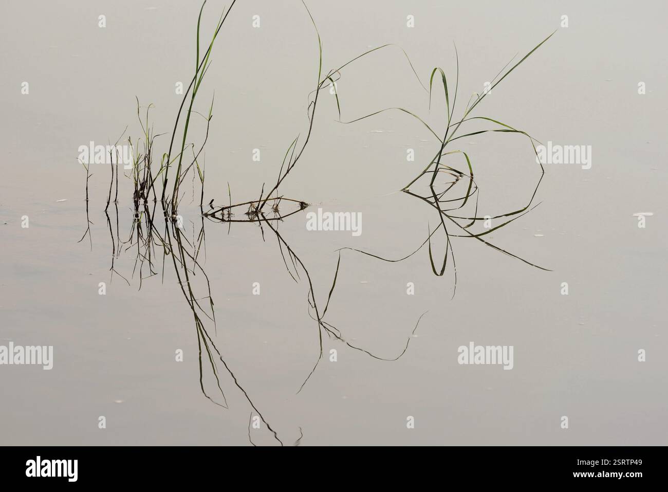 Twigs reflection in water, Ghadoi, Valsad, Gujarat, India, Asia Stock ...