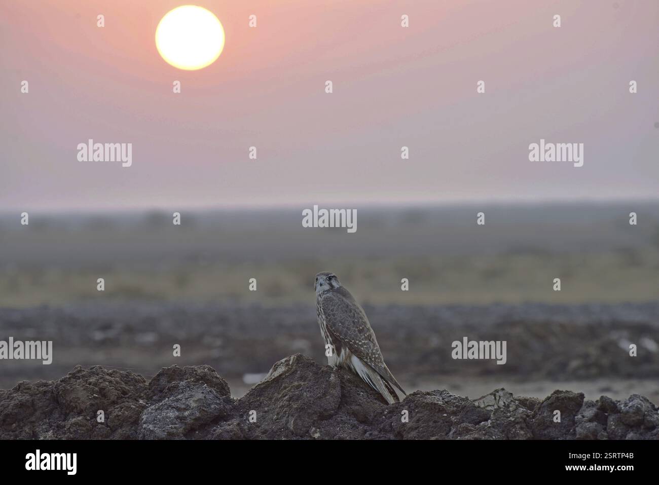 Peregrine Falcon bird, Little Rann of Kutch, Gujarat, India, Asia Stock ...