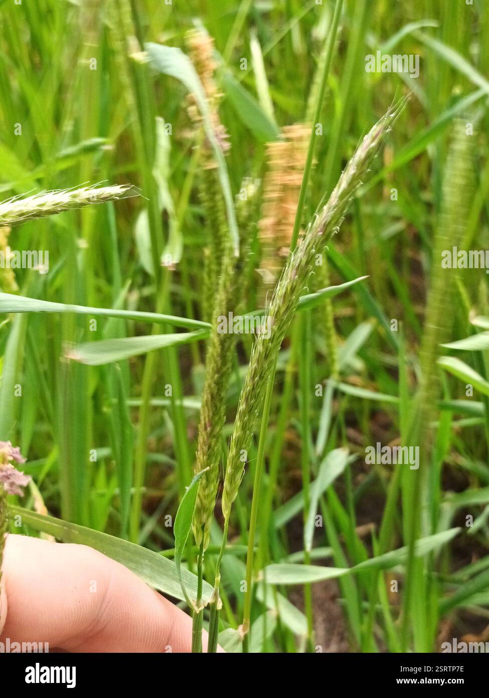 Black-grass (Alopecurus myosuroides), Plantae, Fulbourn, Cambridge, UK ...