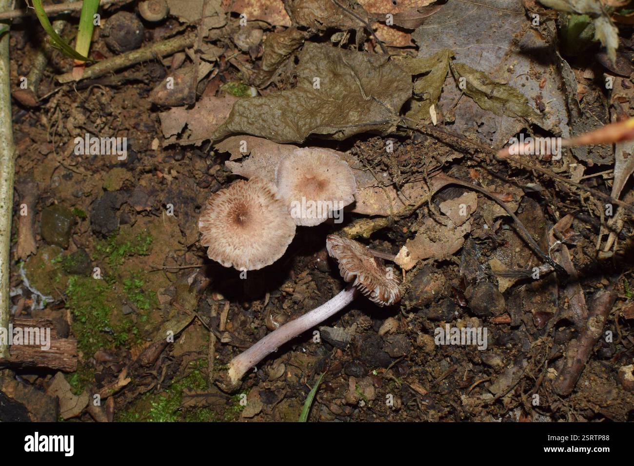 Fibercaps and Allies (Inocybaceae), Fungi, 中国浙江省杭州市西湖区, @xuacc Stock ...