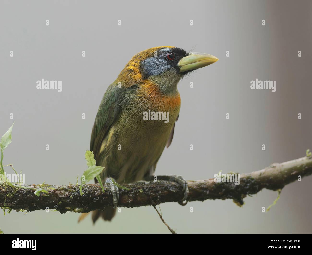 Red Headed Barbet Stock Photo - Alamy