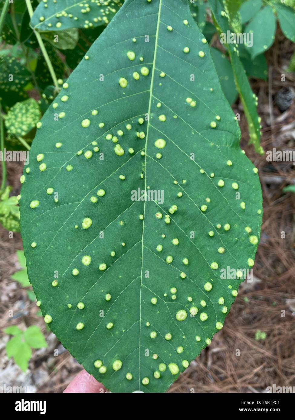 Winged and Once-winged Insects (Pterygota), Insecta, Ouachita National ...