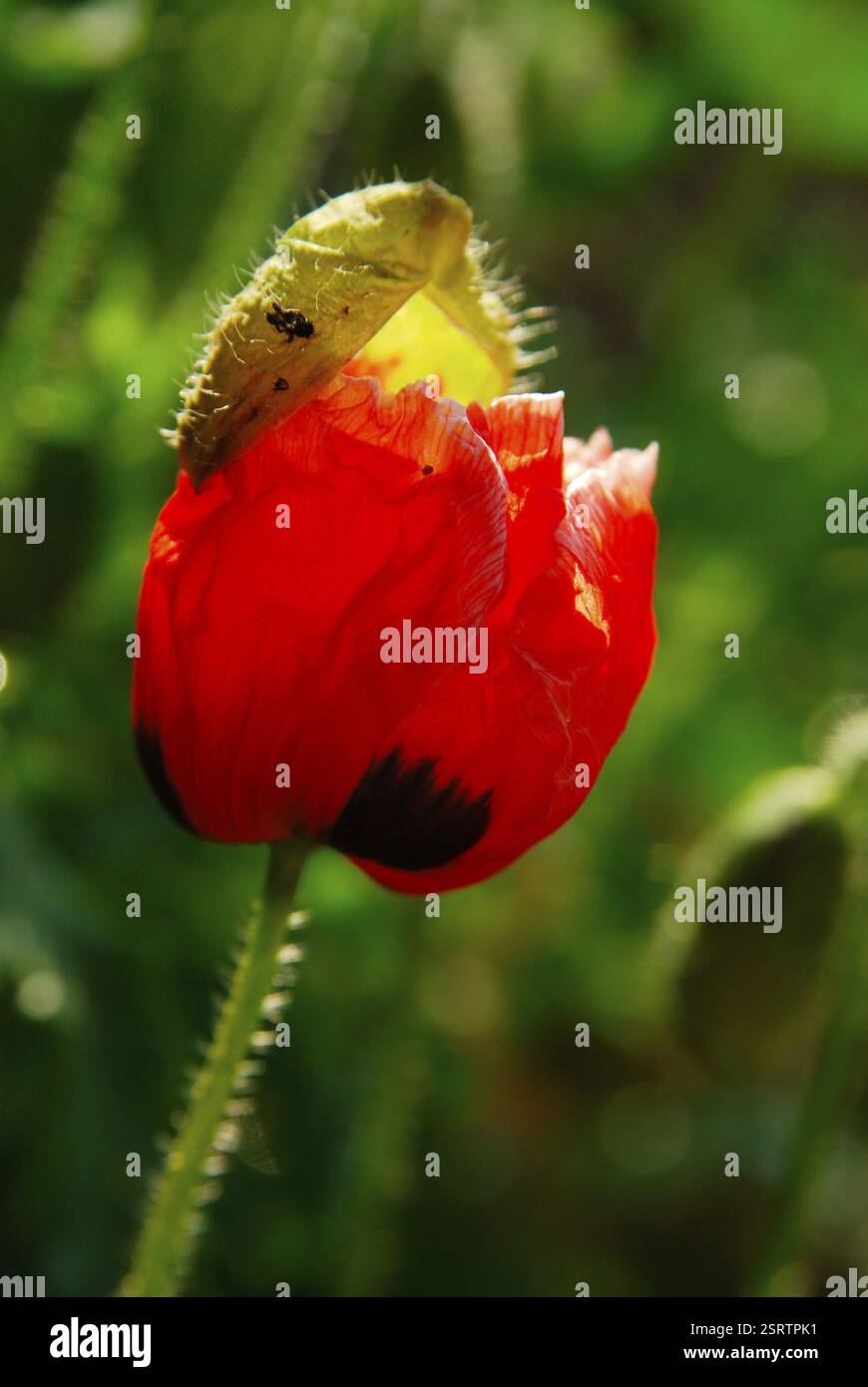 Poppy bud about to open, Jodhpur, Rajasthan, India, Asia Stock Photo ...