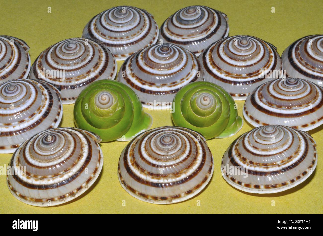 Vishnu chakra hi-res stock photography and images - Alamy