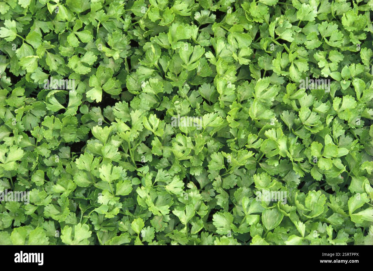 Indian celery hi-res stock photography and images - Alamy