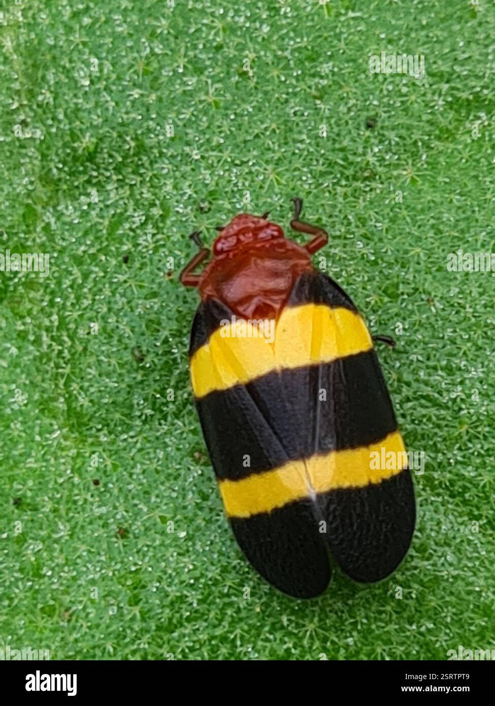 (Sphenorhina rubra), Insecta, Kwakoegron, SR-BR, SR Stock Photo - Alamy