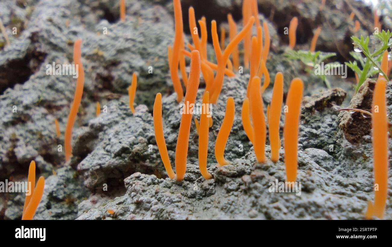 (Sulzbacheromyces sinensis), Fungi, 中国江西省上饶市婺源县 Stock Photo - Alamy
