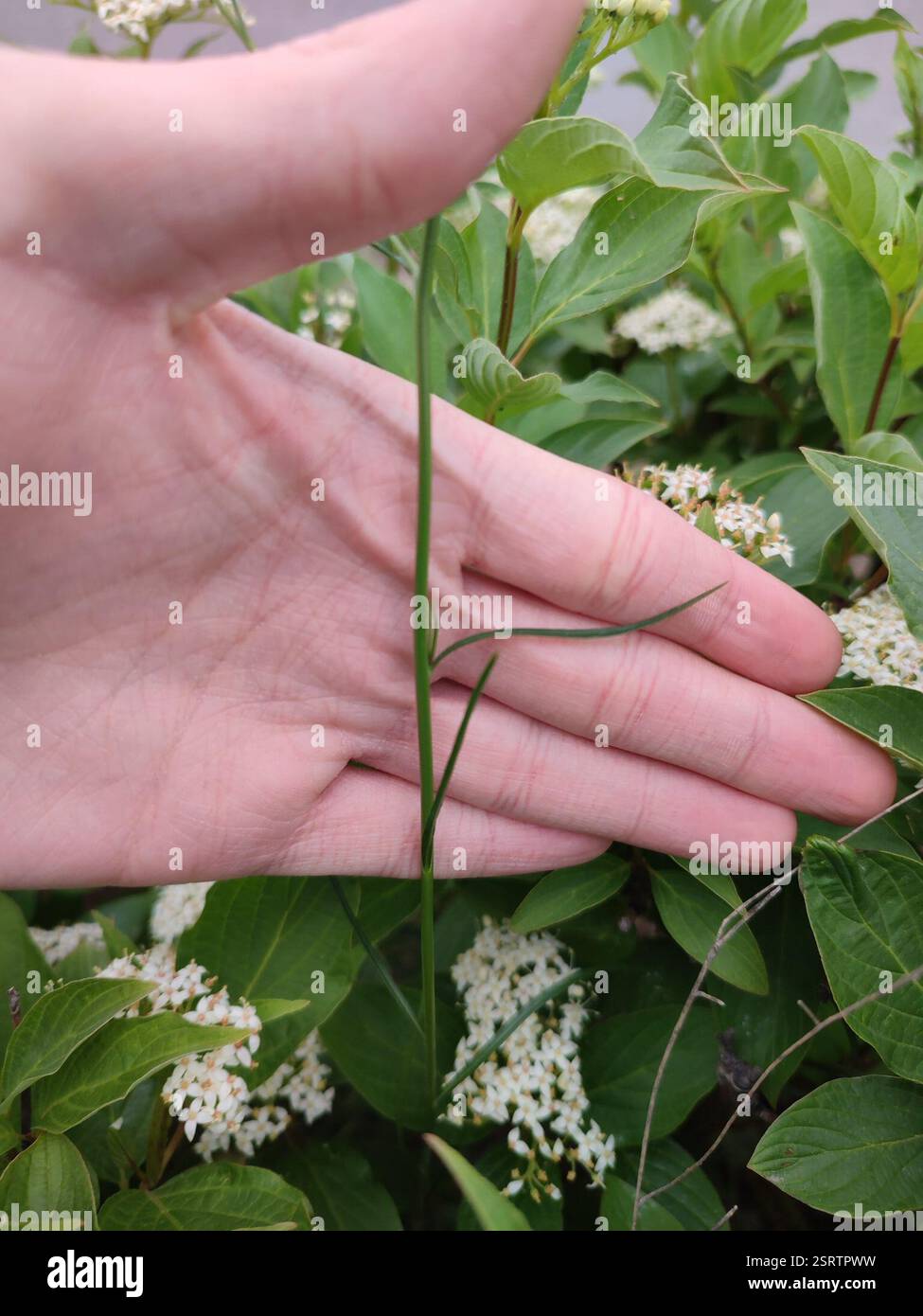 (Sisymbrium polymorphum), Plantae, Волгоград, Волгоградская обл ...