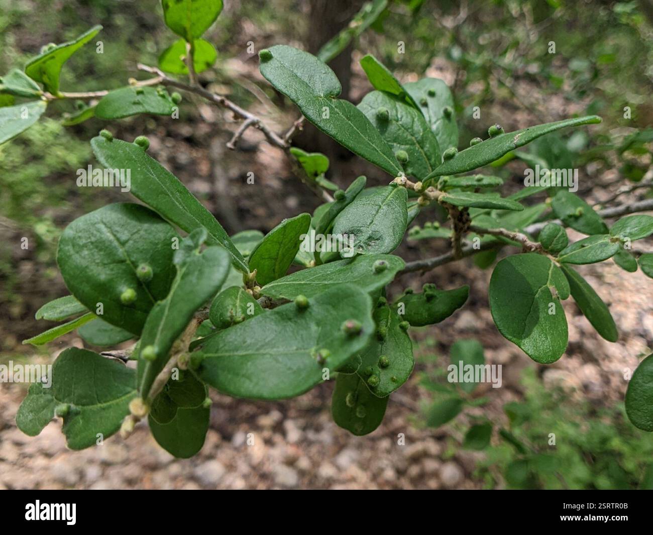 (Aceria), Arachnida, Texas, US, Galls, last photo is tree for better ID ...