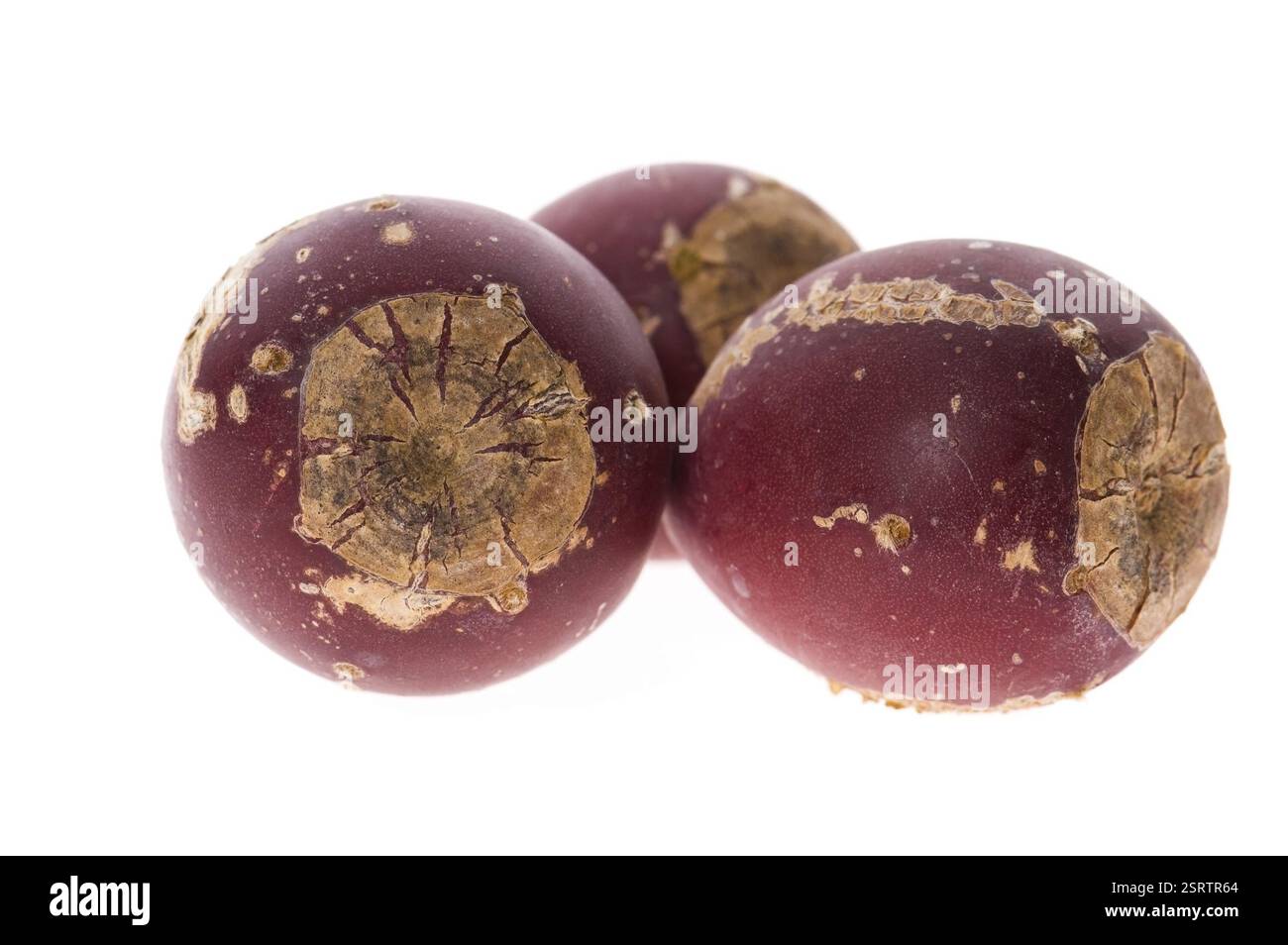 Prickly pear cactus (Opuntia ficus-indica) with red fruits Stock Photo ...