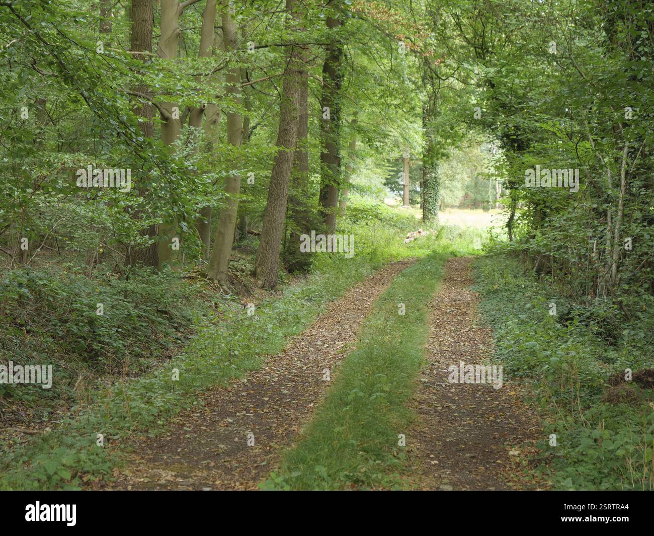 Forest path high trees hi-res stock photography and images - Alamy