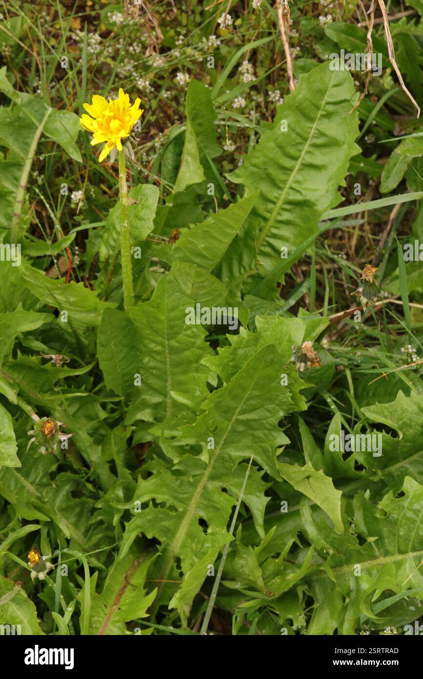 common dandelion (Taraxacum officinale), Plantae, Crosby Coastal Park ...