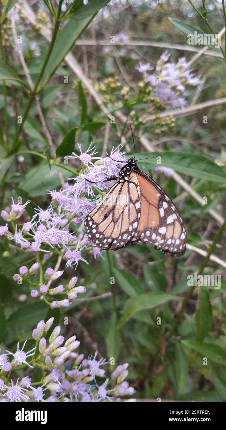 Southern Monarch (Danaus erippus), Insecta, Federación, Entre Ríos ...