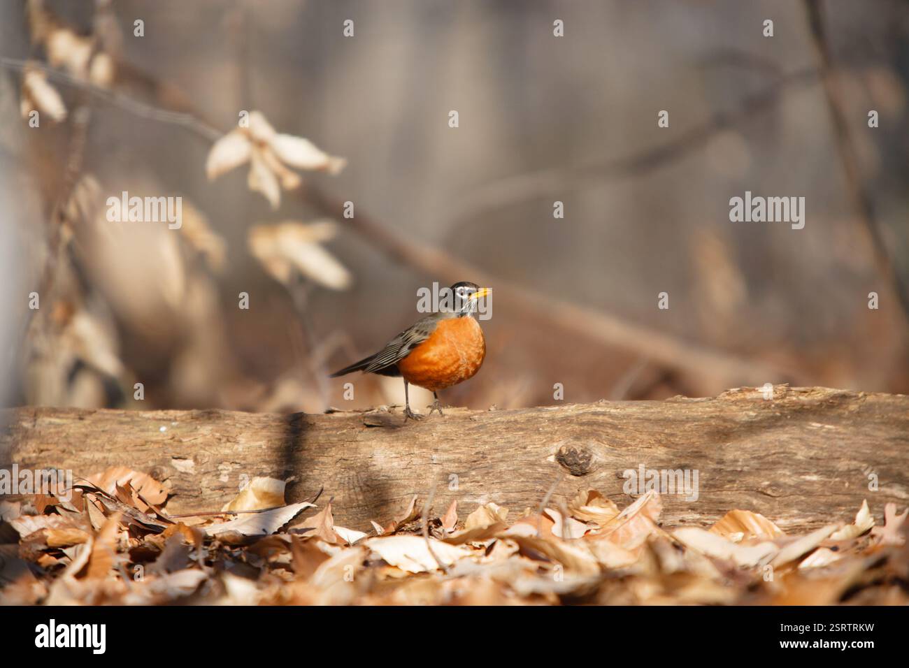 An American Robin perched on a log in Rock Creek Park, Washington, DC ...