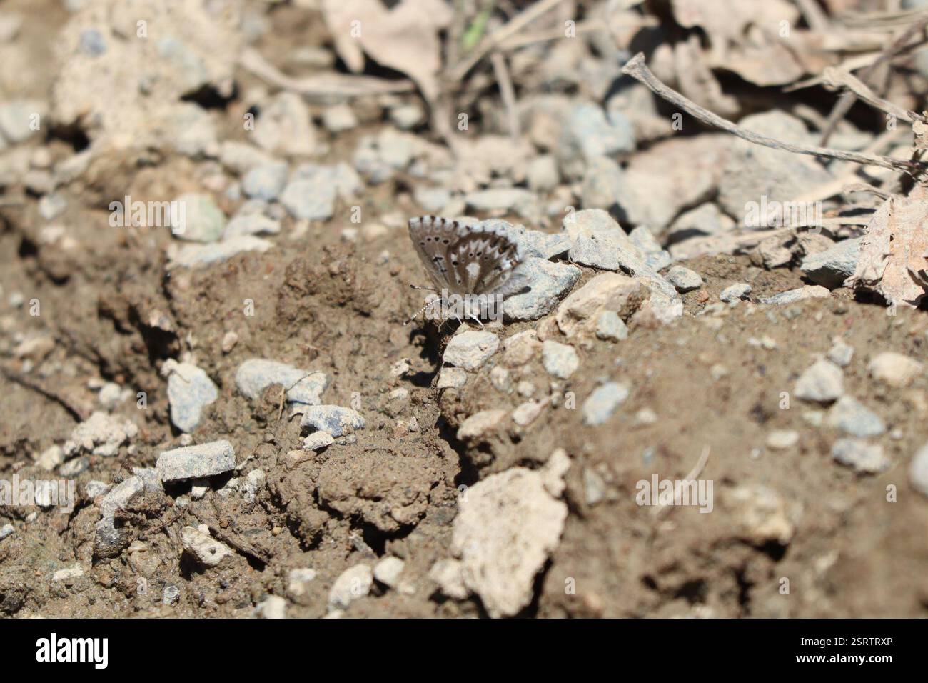 Arrowhead Blue (Glaucopsyche piasus), Insecta, Okanagan-Similkameen, BC ...