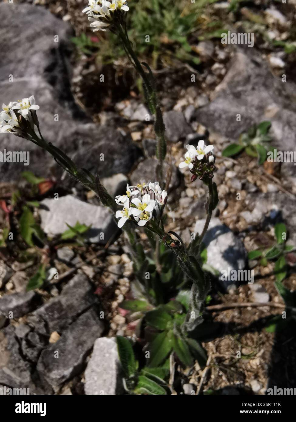 Hairy Rockcress (Arabis hirsuta), Plantae, Castleton, Hope Valley S33 ...