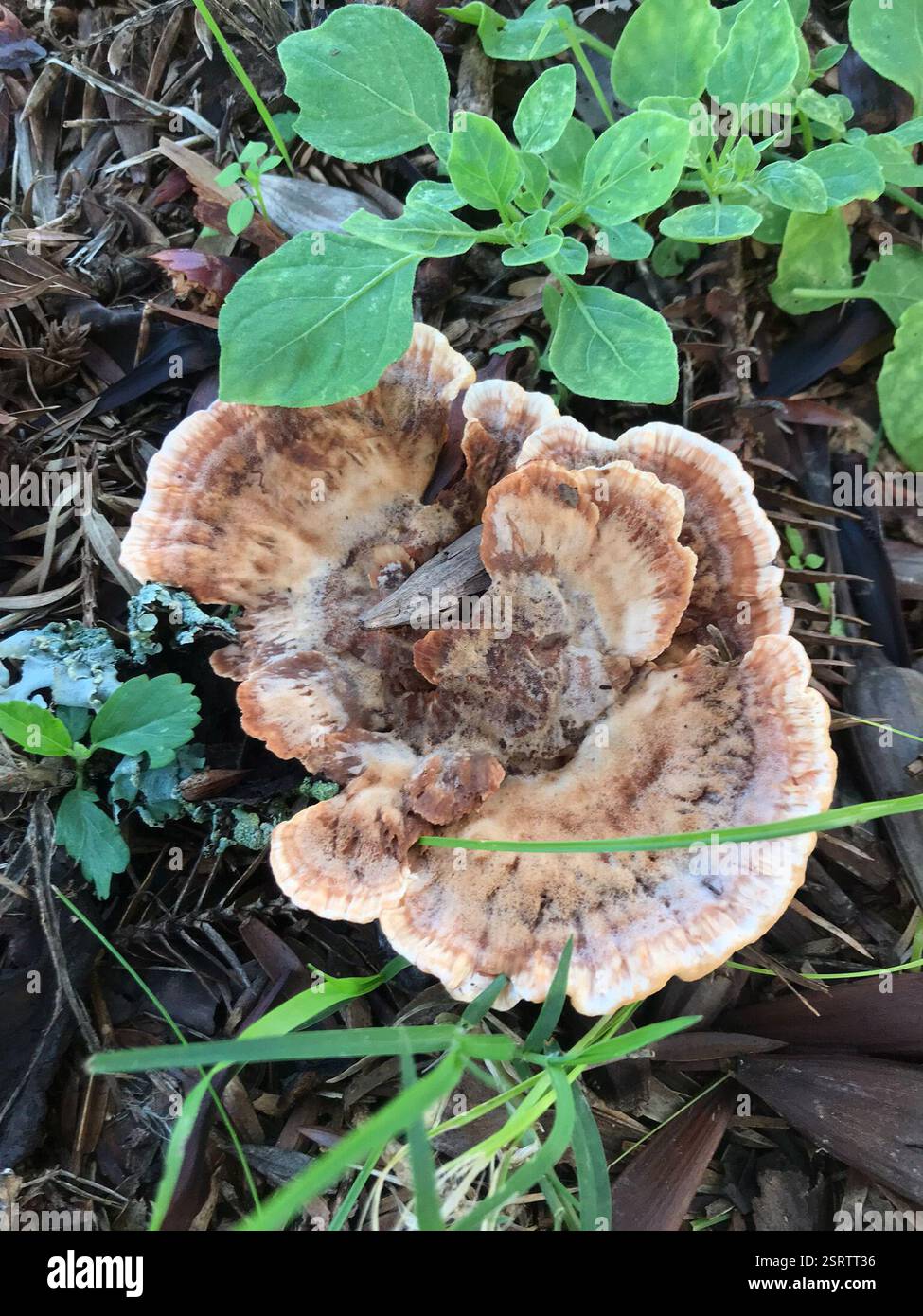 Blushing Rosette (Abortiporus biennis), Fungi, Rosario, Santa Fe ...