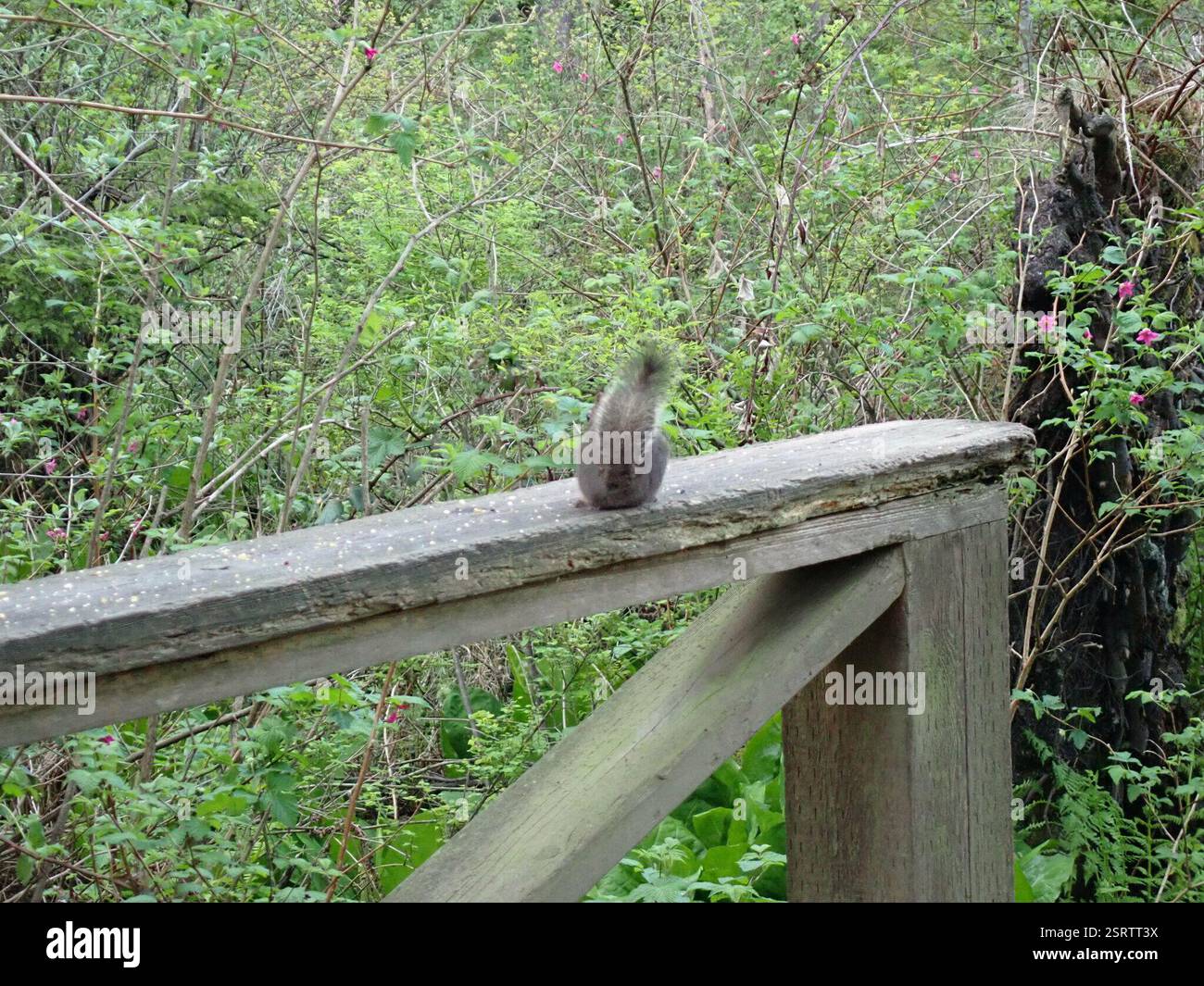 Douglas' Squirrel (Tamiasciurus douglasii), Mammalia, Greater Vancouver ...