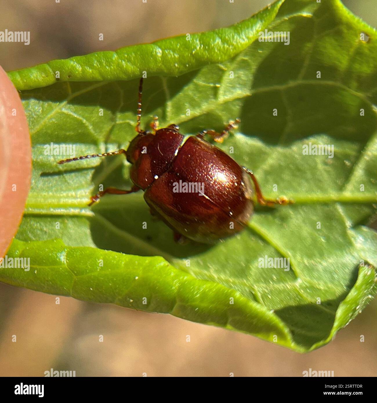 brown leaf beetle (Chrysolina staphylaea), Insecta, Krośnica, Lesser ...
