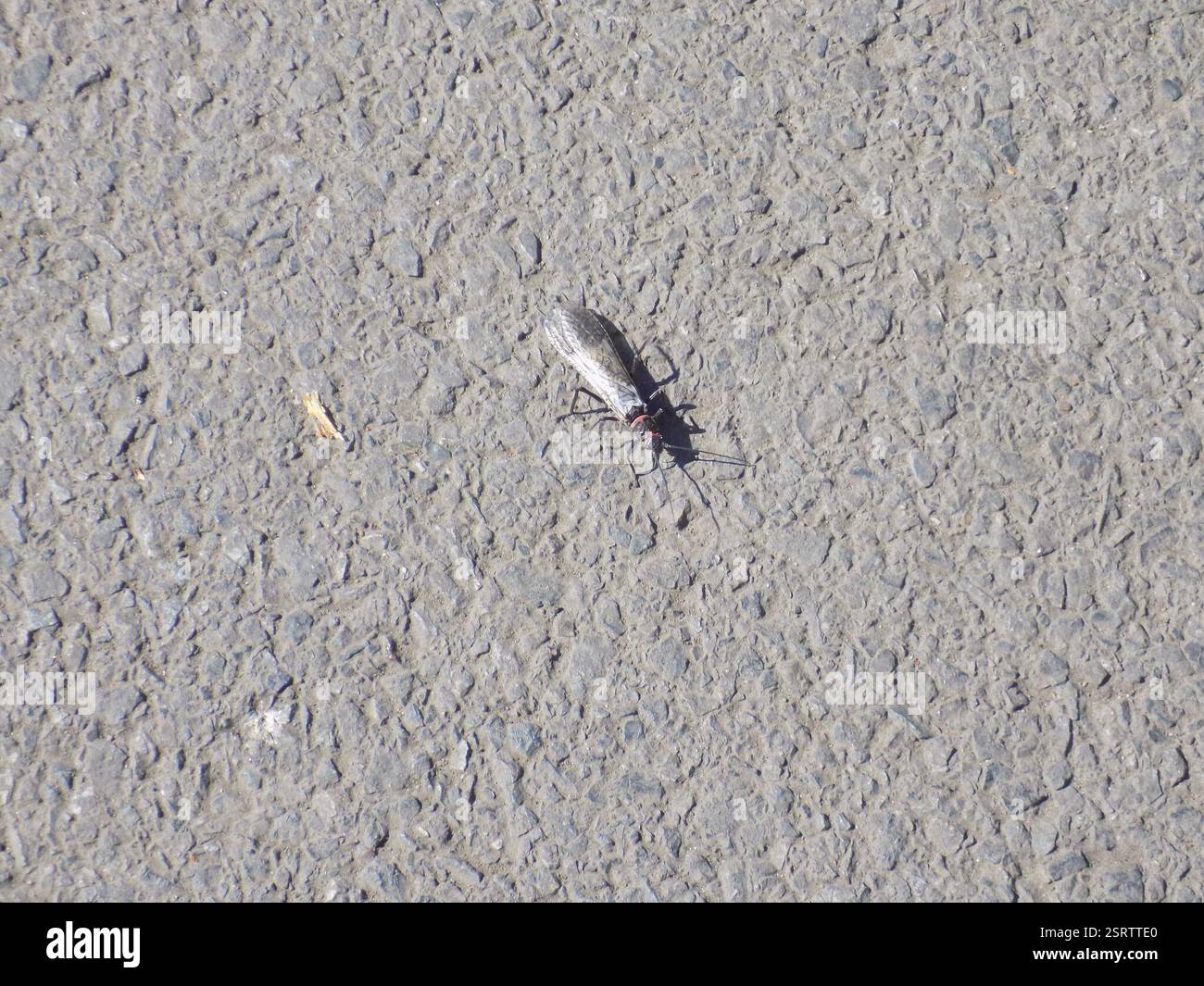 Stoneflies (Plecoptera), Insecta, Междуреченск, Кемеровская обл ...