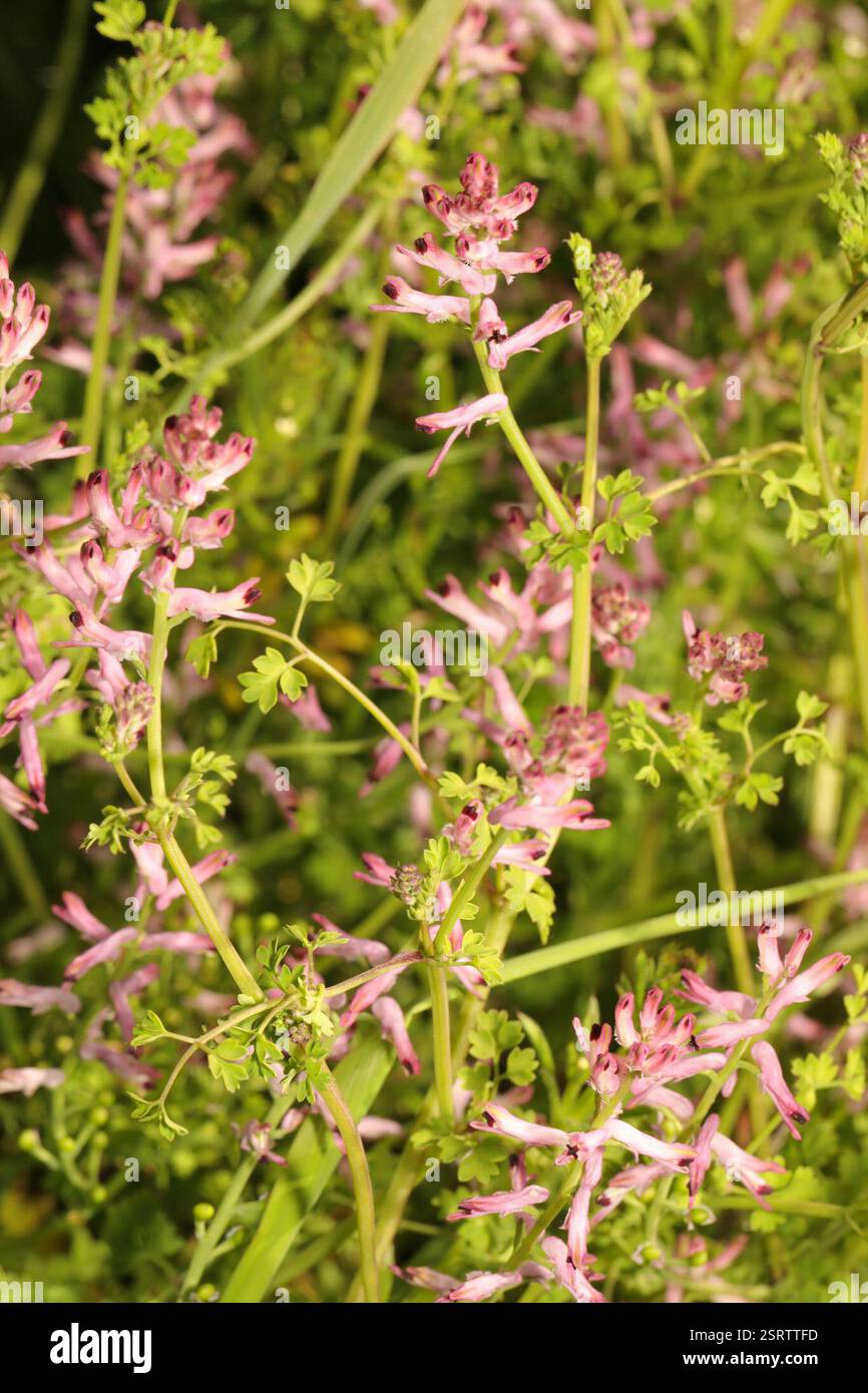 tall ramping-fumitory (Fumaria bastardii), Plantae, Penrhos Beach area ...