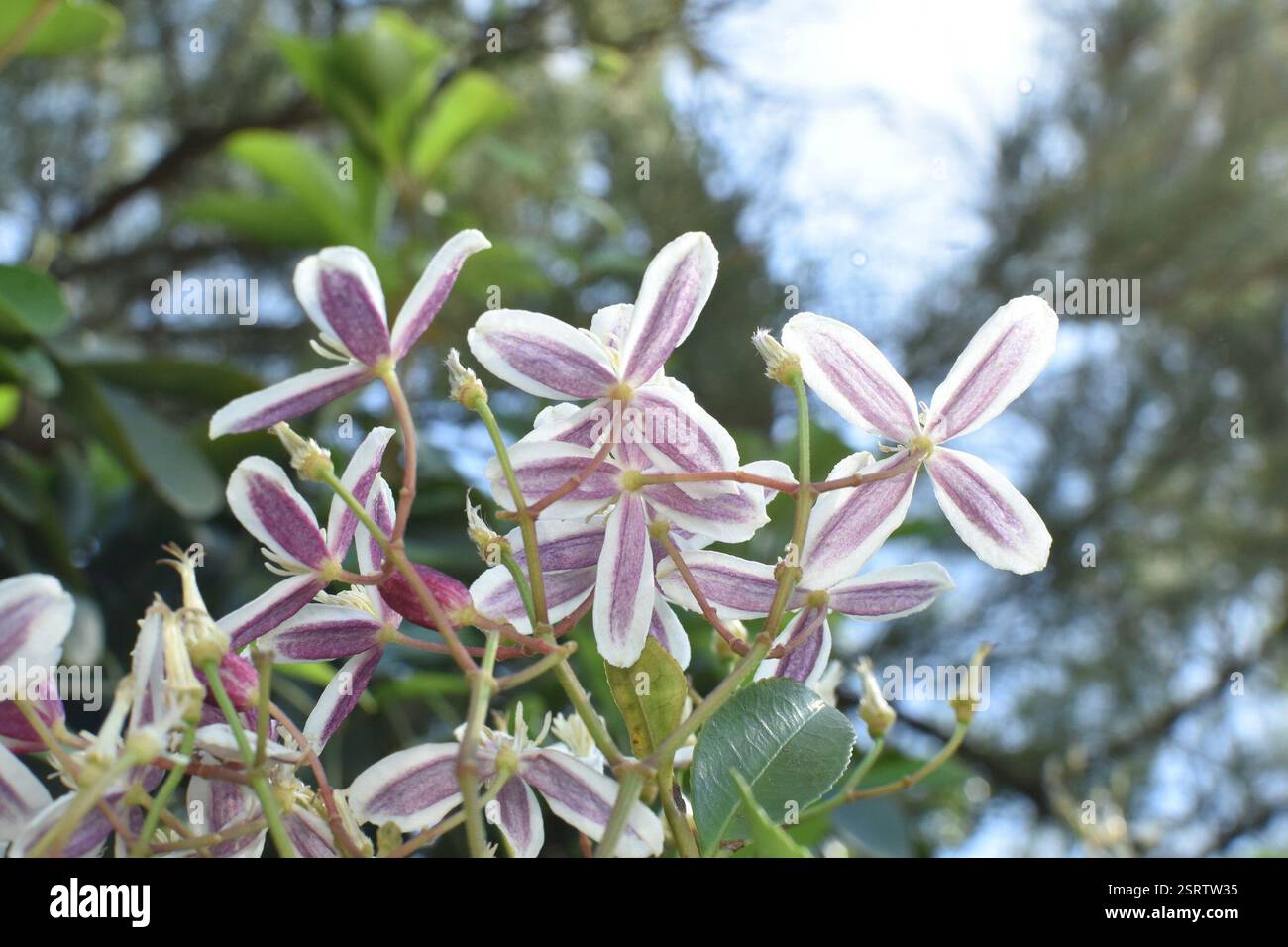 (Clematis crassifolia), Plantae, 中国广东省珠海市香洲区 Stock Photo - Alamy