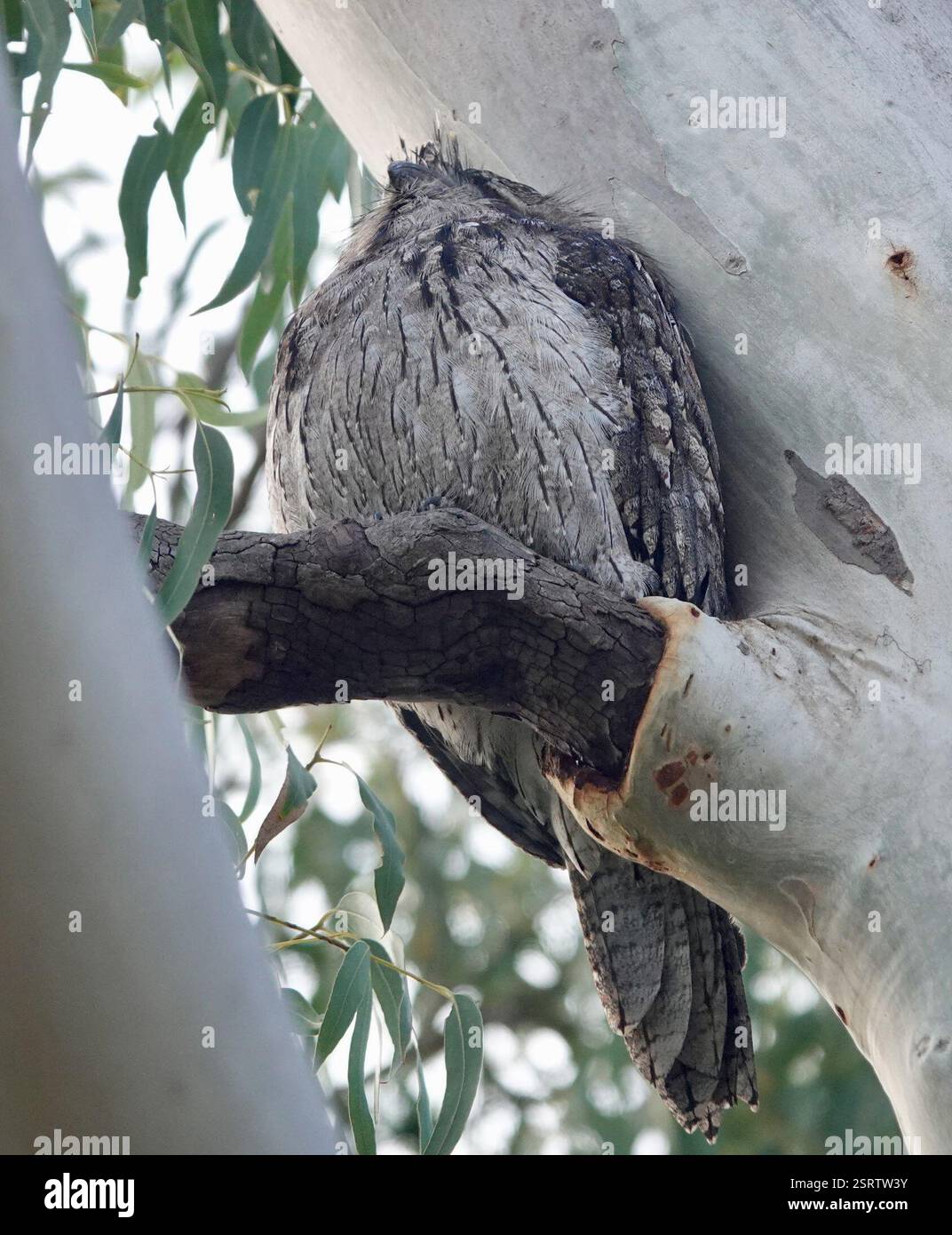 Tawny Frogmouth (Podargus strigoides), Aves, Jubilee Park, Ringwood ...