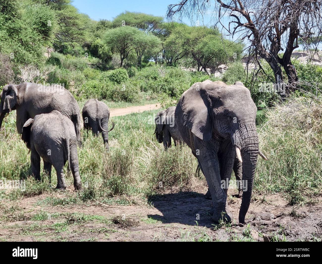 Behold the Majestic Elephants roaming gracefully in a beautiful and ...