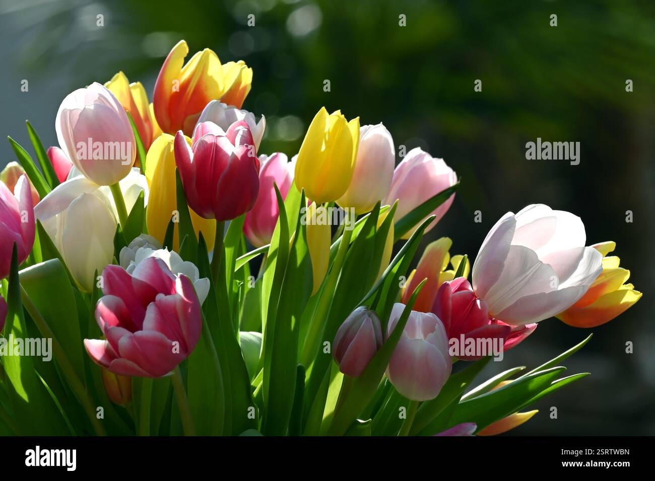 Botany multi coloured bouquet hi-res stock photography and images - Alamy