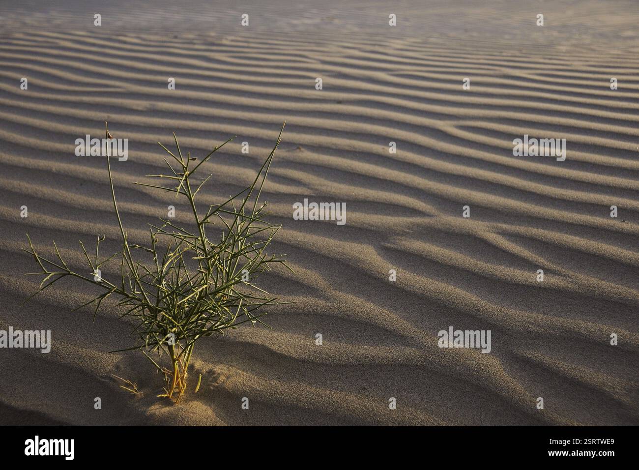 Rajasthan desert road hi-res stock photography and images - Alamy