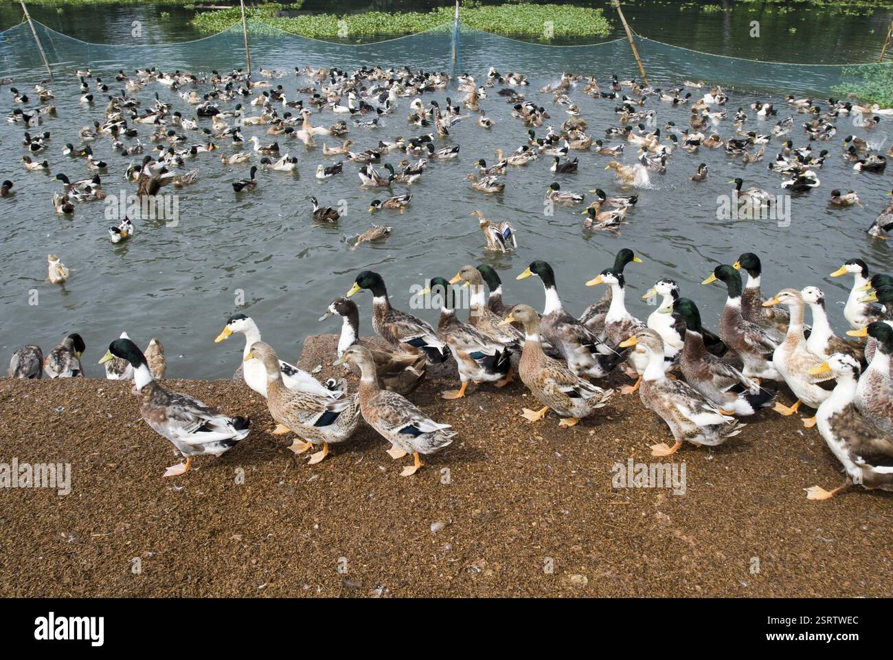 Ducks in kerala hi-res stock photography and images - Alamy