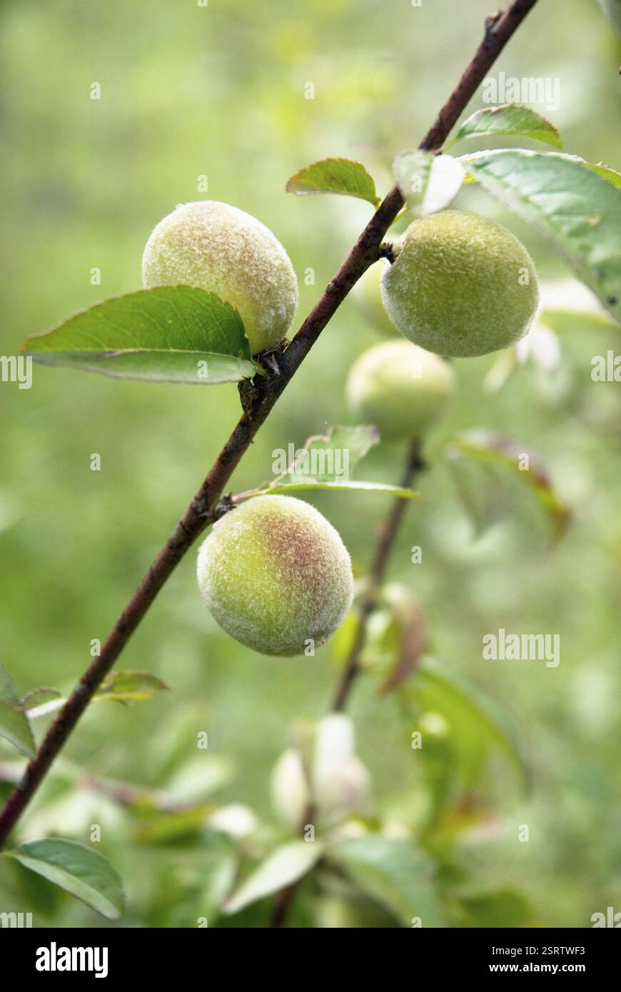 Indian plum tree hi-res stock photography and images - Alamy