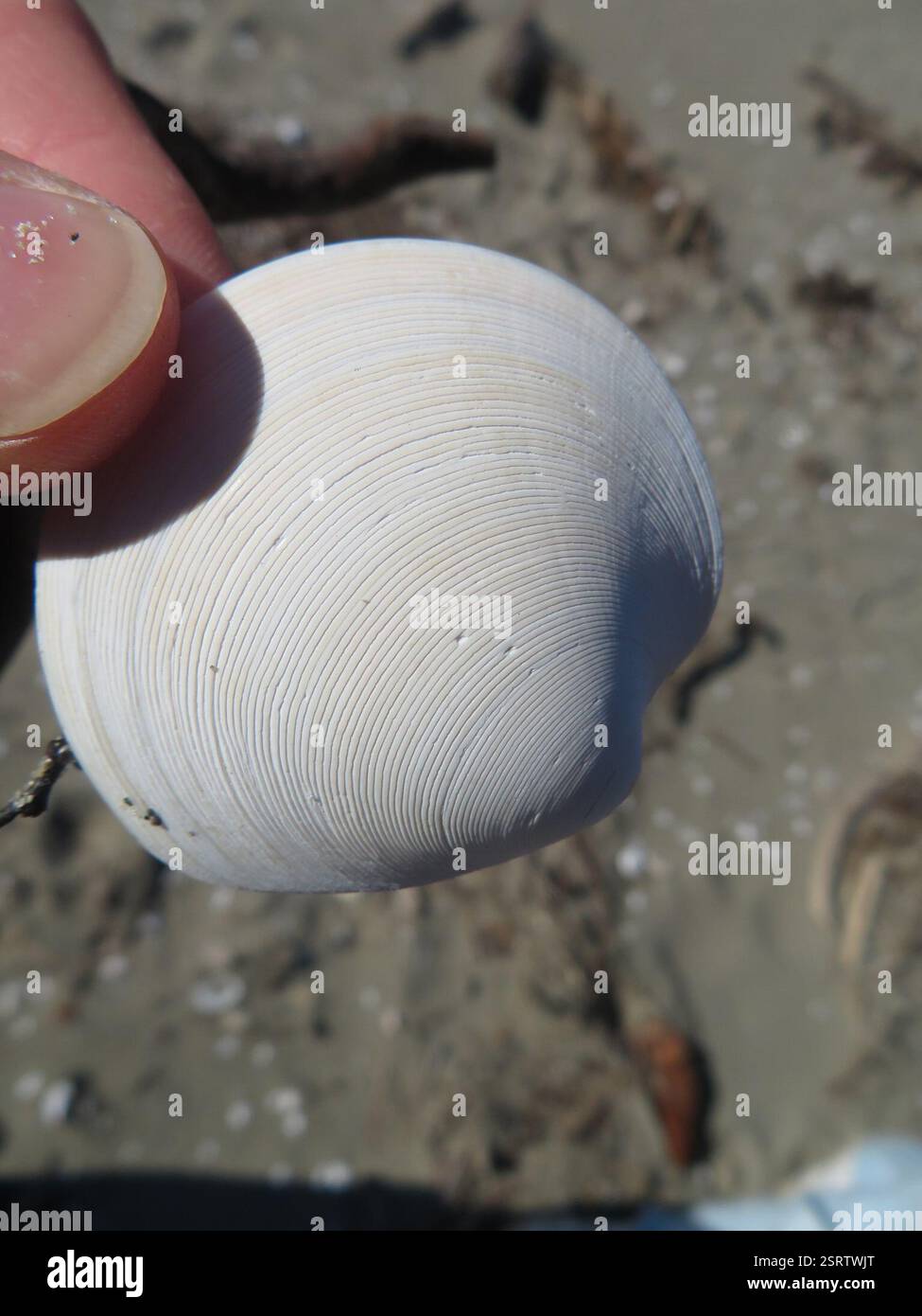 Dosinia subrosea hi-res stock photography and images - Alamy