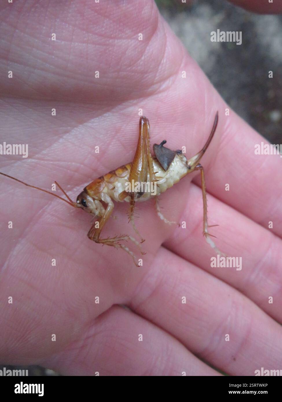 Wētā and King Crickets (Anostostomatidae), Insecta, 7073, New Zealand ...